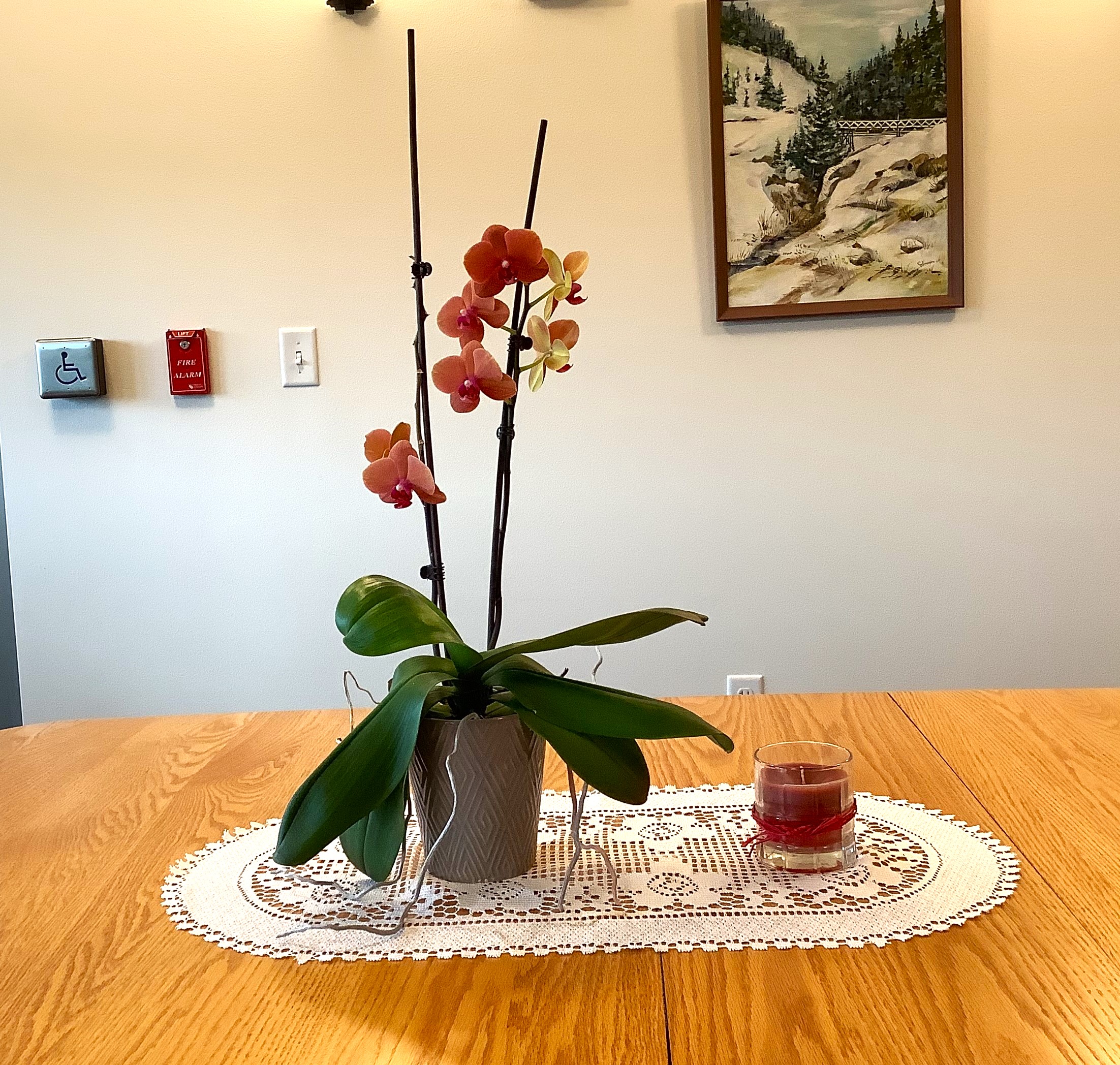 Sister Eileen Mohs's Orchid's Blooming for the Second Time! - Sisters ...